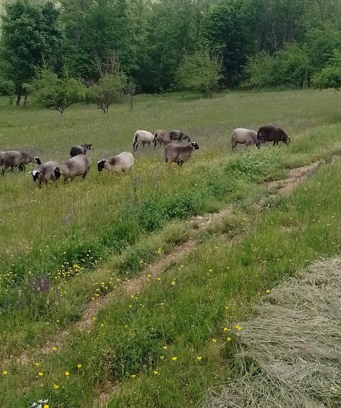 Romanovski janjci,ovce - Ovce - OLX.ba