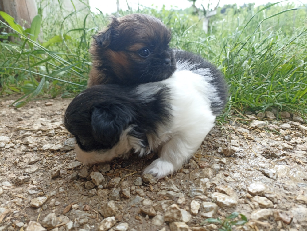 Pekinezer stenad - Psi i Štenad - OLX.ba