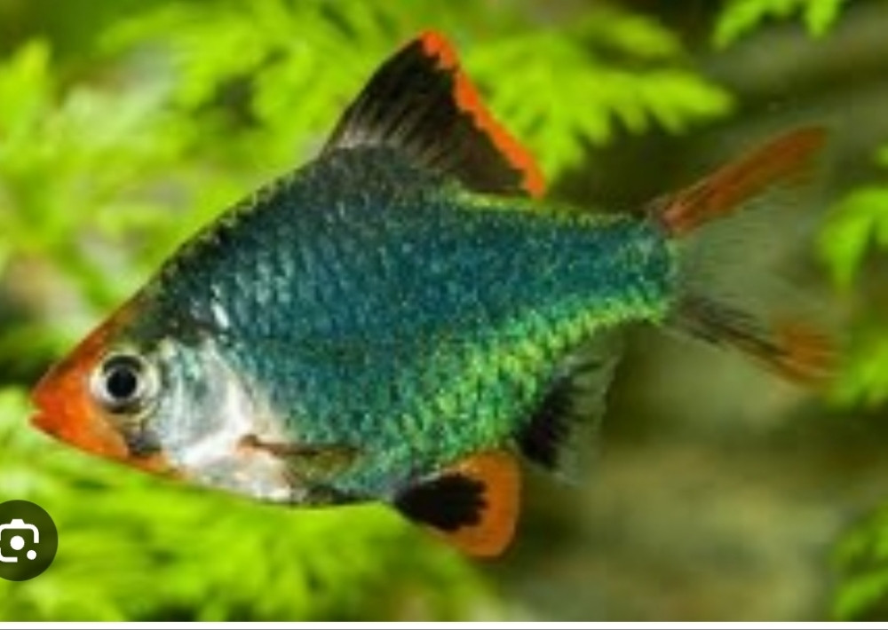 Barbus tetrazone - Ribice - OLX.ba