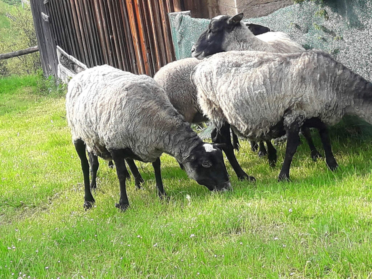 Romanovske ovce - Ovce - OLX.ba