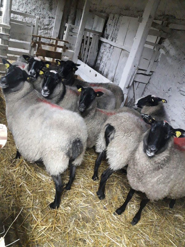 Romanovske ovce - Ovce - OLX.ba