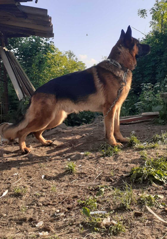 Njemacki ovcar, Vucijak - Psi i Štenad - OLX.ba