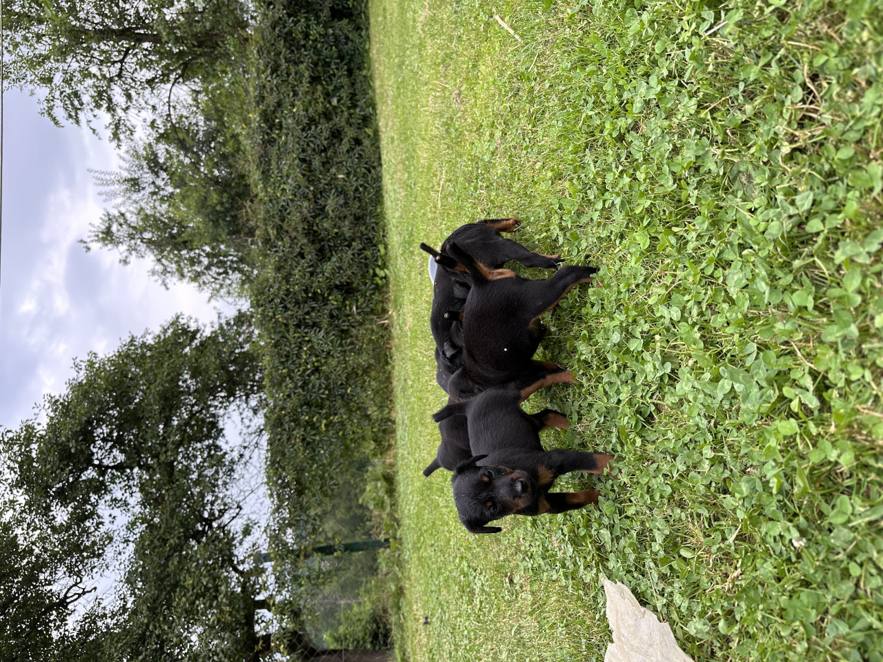 Njemacki terijer - Psi i Štenad - OLX.ba