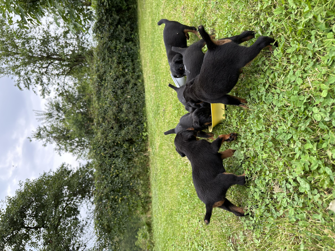 Njemacki terijer - Psi i Štenad - OLX.ba