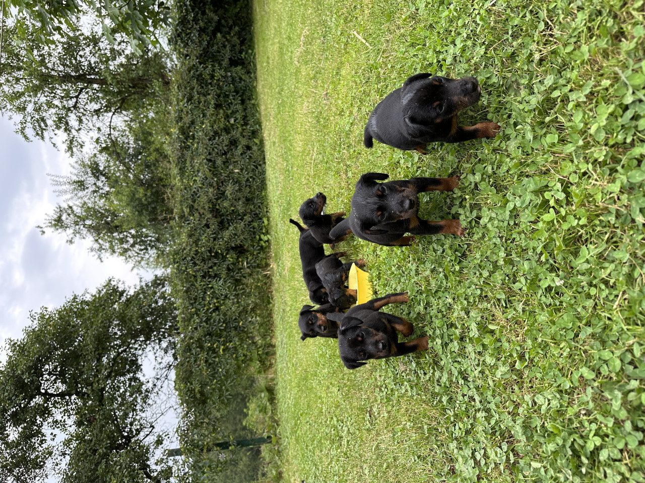 Njemacki terijer - Psi i Štenad - OLX.ba