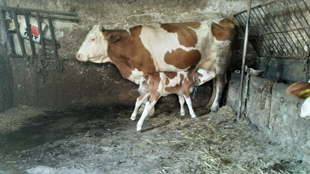 krava i tele - Krave - OLX.ba