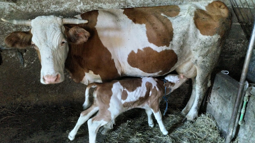 krava i tele - Krave - OLX.ba