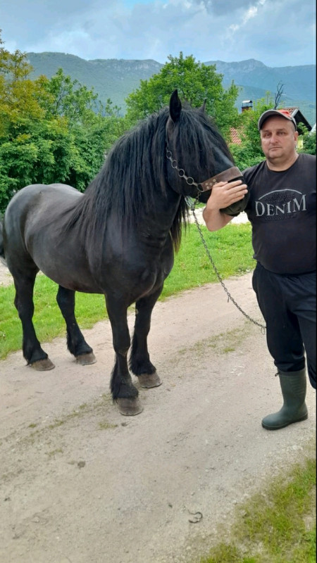 Konj konji zdrebe - Konji - OLX.ba