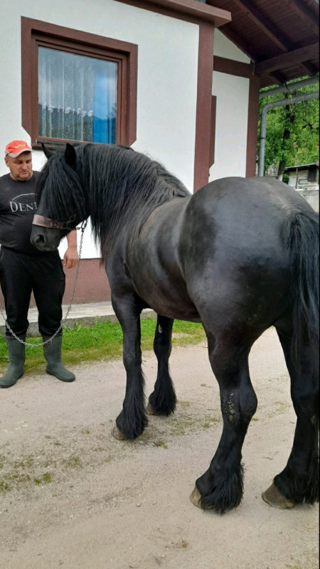 Konj konji zdrebe - Konji - OLX.ba