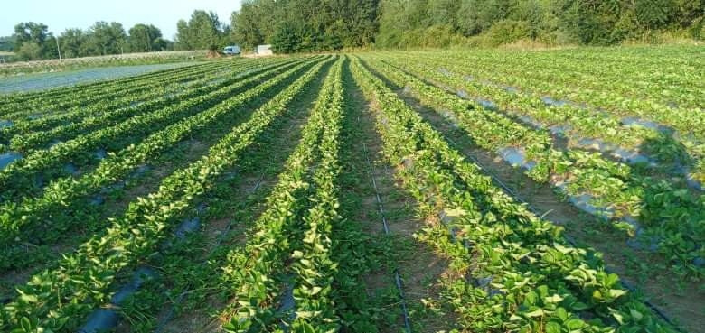 Frigo sadnice jagode - Sadnice - OLX.ba