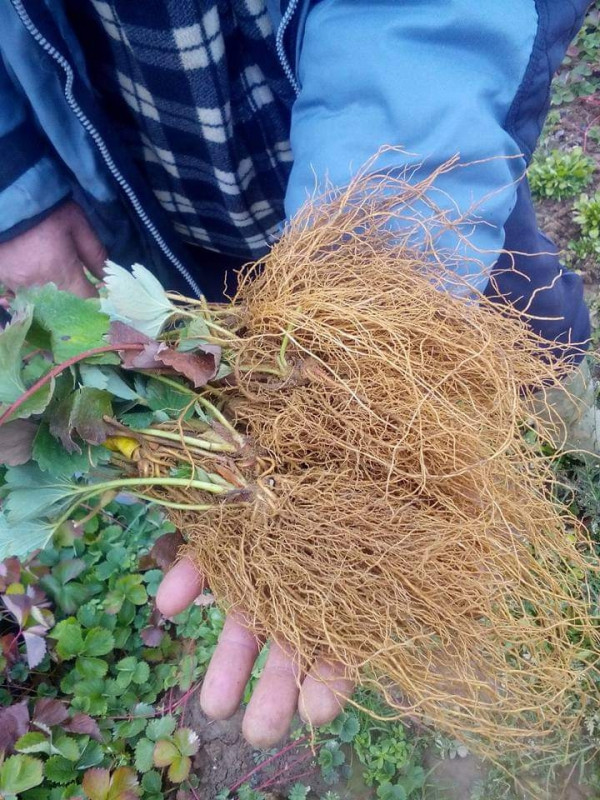 Frigo sadnice jagode - Sadnice - OLX.ba