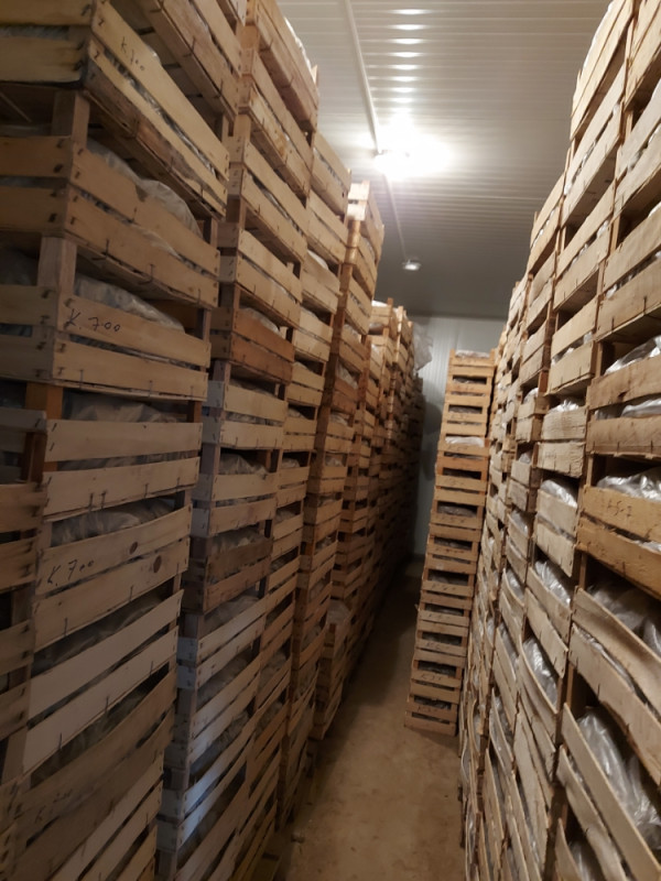 Frigo sadnice jagode - Sadnice - OLX.ba