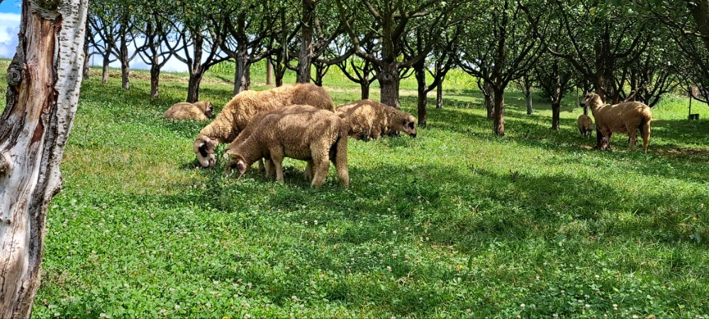 Sjenicka Pramenka Jagnjad 8.5KM/Kg- jagnje,janje,janjad - Ovce - OLX.ba
