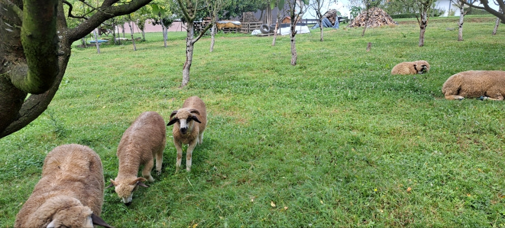 Sjenicka Pramenka Jagnjad 8.5KM/Kg- jagnje,janje,janjad - Ovce - OLX.ba