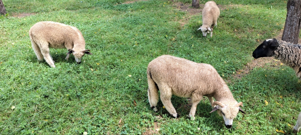 Sjenicka Pramenka Jagnjad 8.5KM/Kg- jagnje,janje,janjad - Ovce - OLX.ba