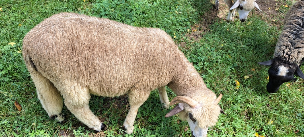 Sjenicka Pramenka Jagnjad 8.5KM/Kg- jagnje,janje,janjad - Ovce - OLX.ba