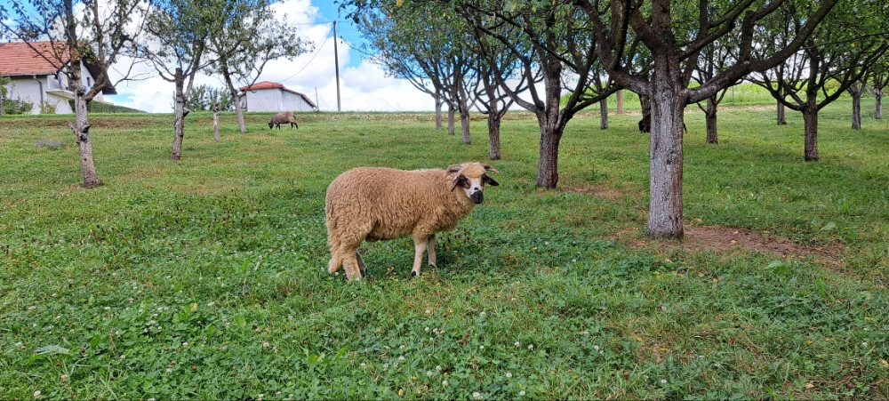 Sjenicka Pramenka Jagnjad 8.5KM/Kg- jagnje,janje,janjad - Ovce - OLX.ba