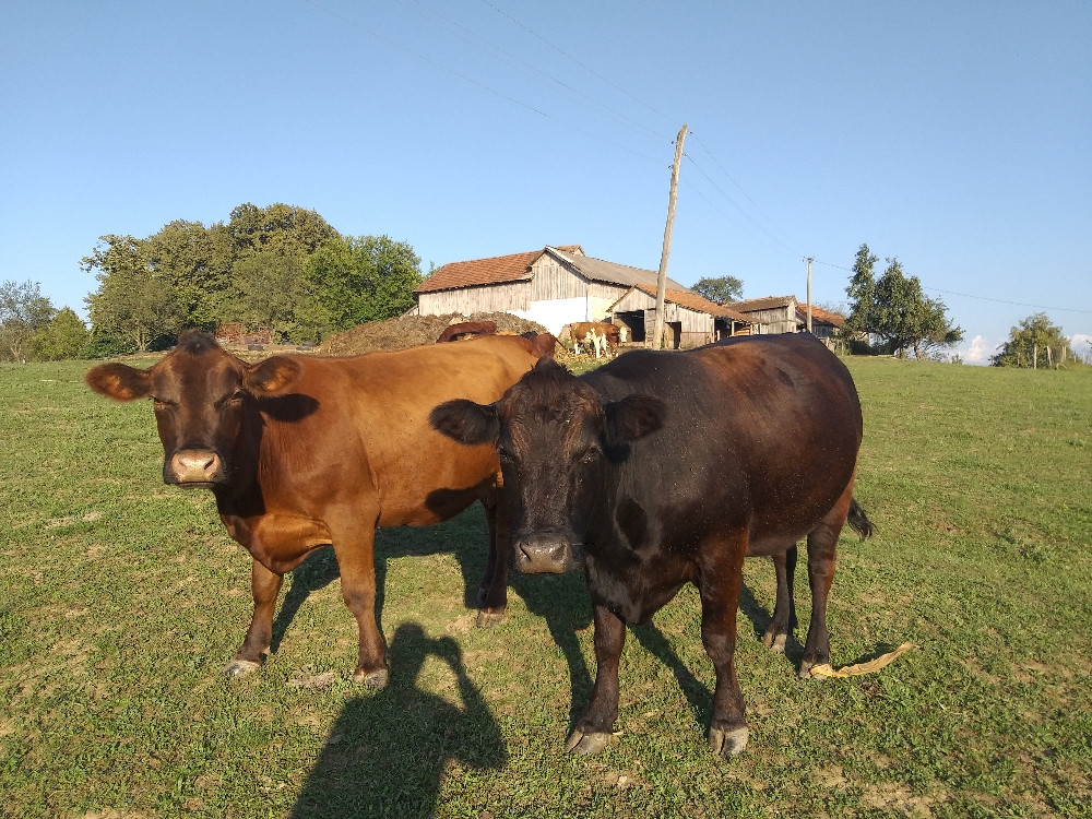 ANGUS GOVEDA - Krave - OLX.ba