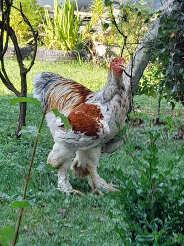 Brame kokosi - Kokoške - OLX.ba