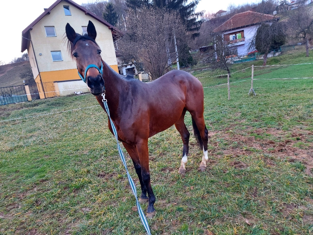 Engleski punokrvni konj (kobila) - Konji - OLX.ba