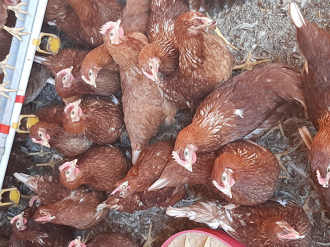 Koke nosilje- pilenke 18 tj Upis za 6, 8, 9 i 10 mj - Kokoške - OLX.ba