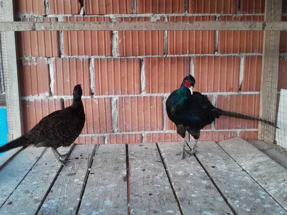 Fazan fazani - Ostalo - OLX.ba