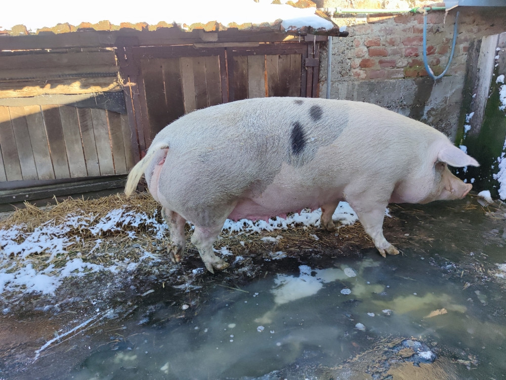 Svinja za klanje, krmača tež. oko 270 kg - Svinje - OLX.ba