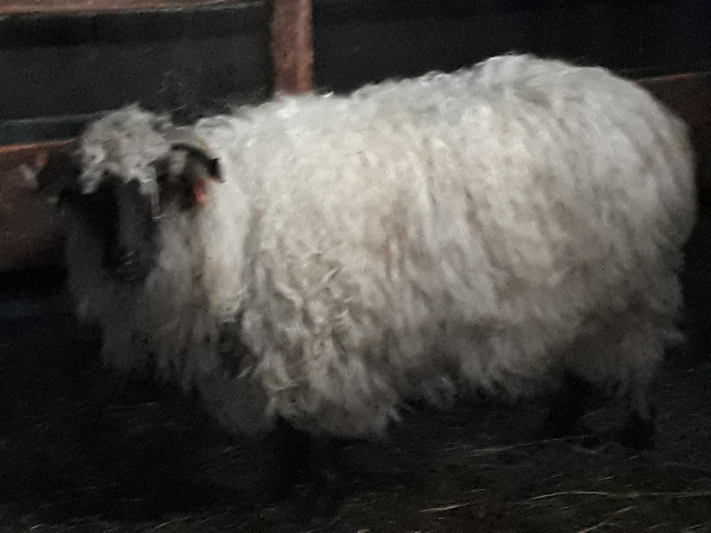 Ovca dvizica - Ovce - OLX.ba