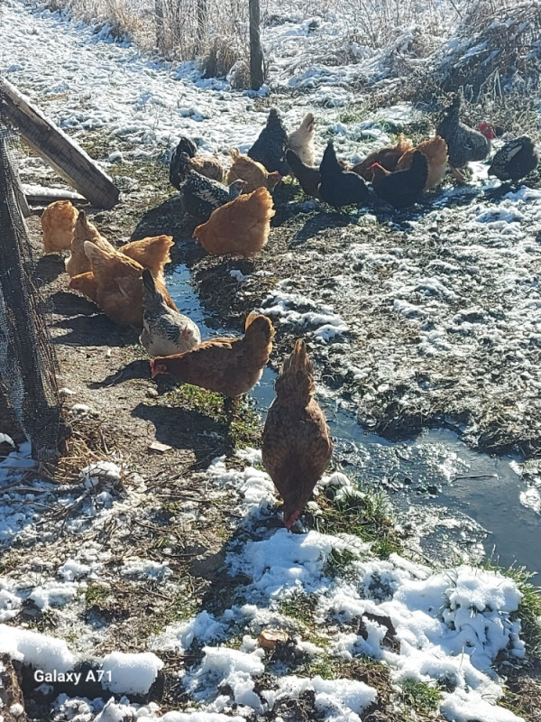 Domaće i rasne kokoske - Kokoške - OLX.ba