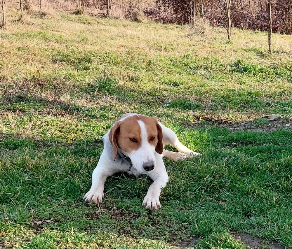 Lovacki pas ruski pjegavi gonic - Psi i Štenad - OLX.ba