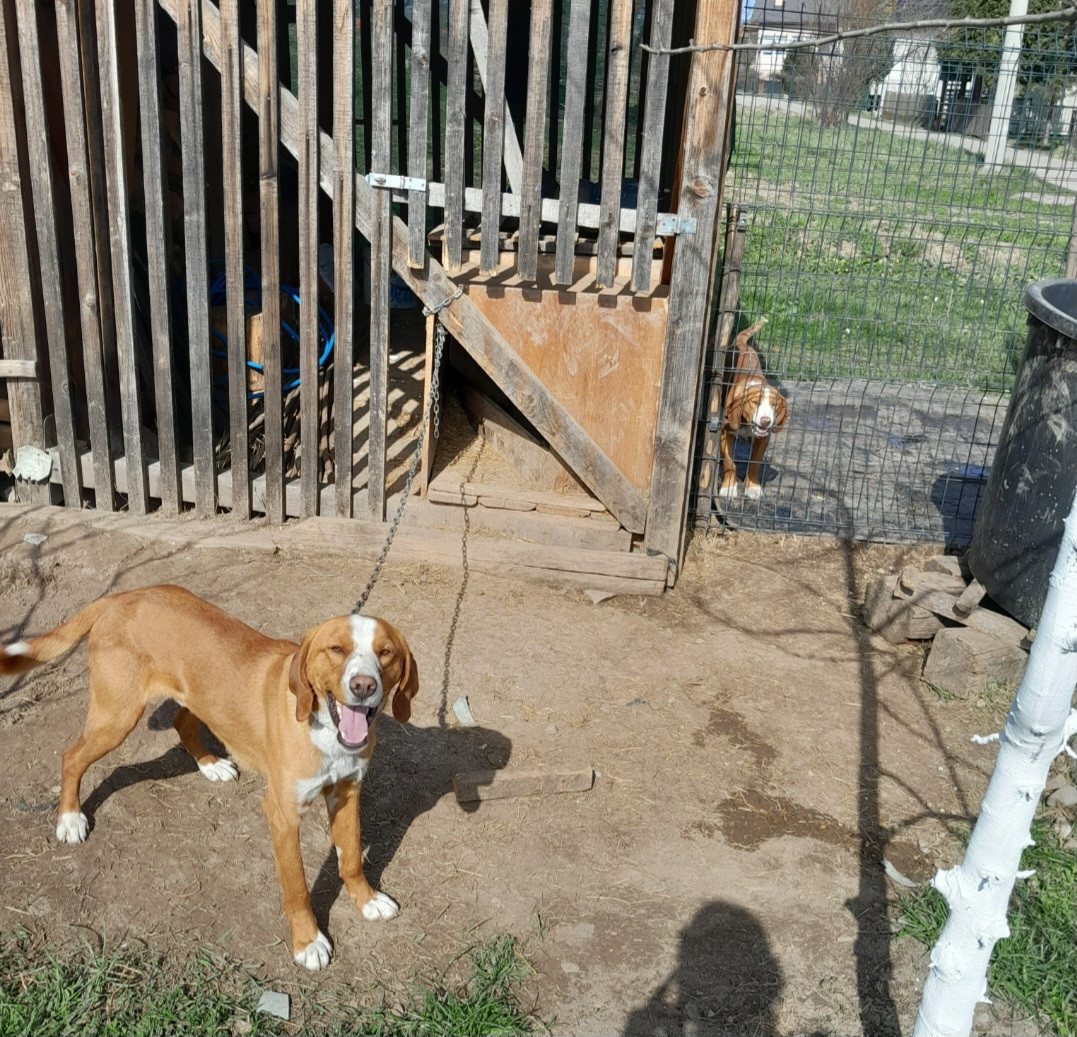 Lovacki pas - posavski gonic - Psi i Štenad - OLX.ba