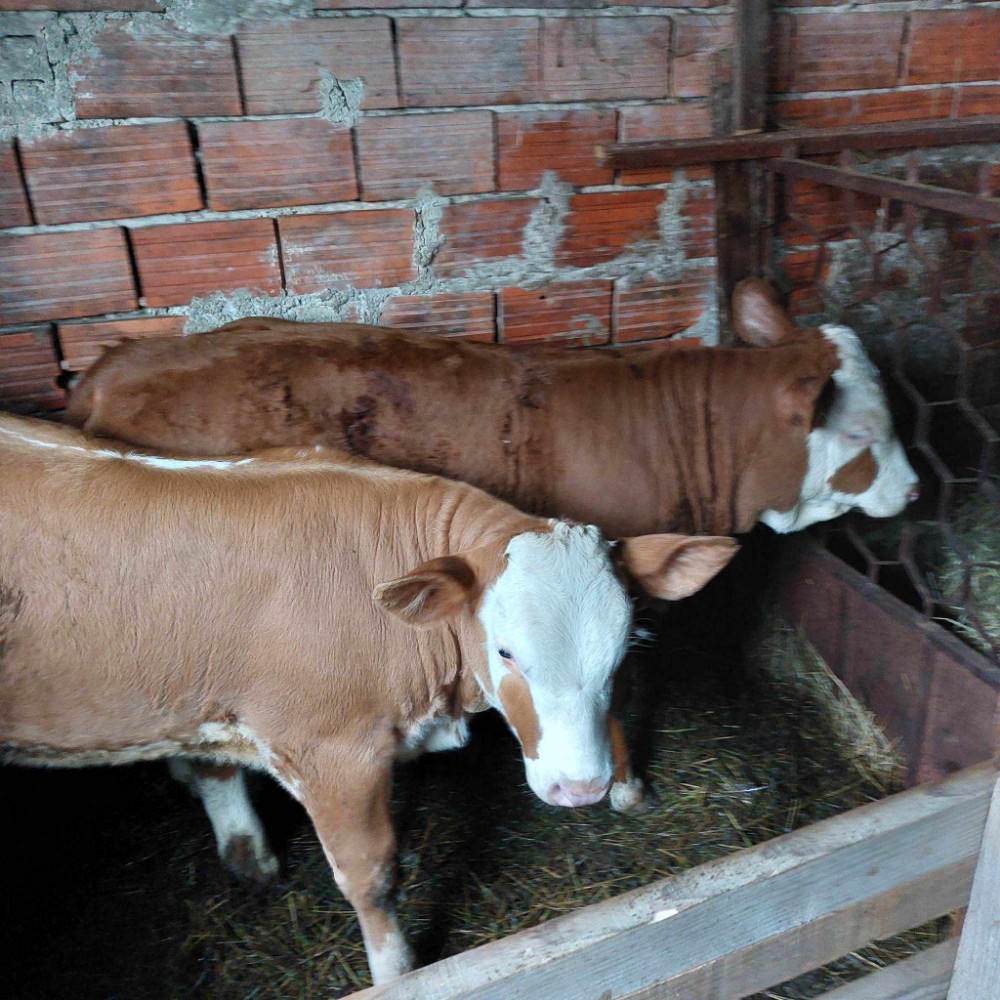 Prodajem 2 muski telad hitna prodaja - Krave - OLX.ba