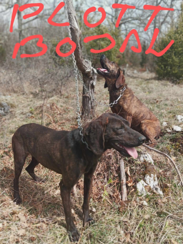 Lovacki pas Plott hound - Psi i Štenad - OLX.ba