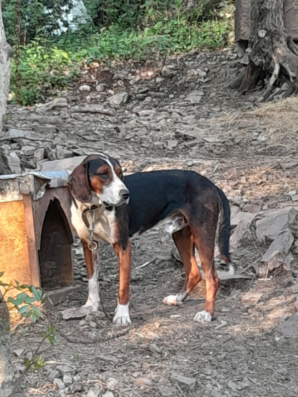 Lovacki psi trobojac - Psi i Štenad - OLX.ba