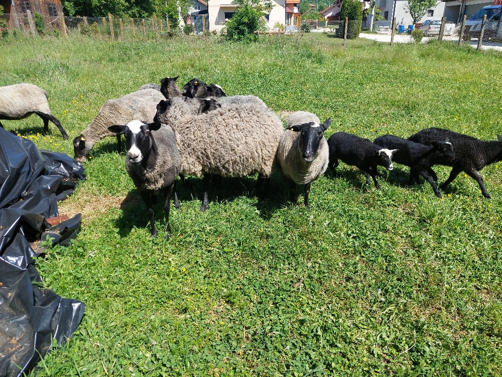 Romanovske ovce - Ovce - OLX.ba