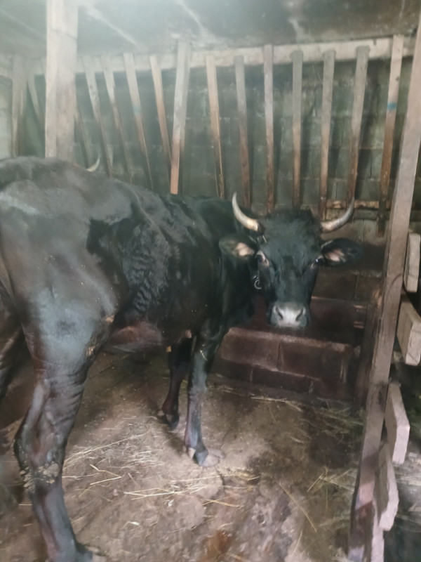 Krava za prijepaše - Krave - OLX.ba