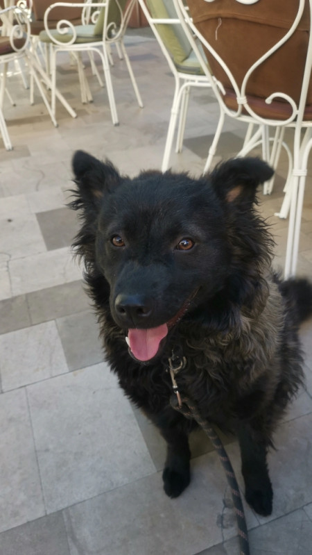 Pas rase Pulin na poklon - Poklanjam (darujem) - OLX.ba