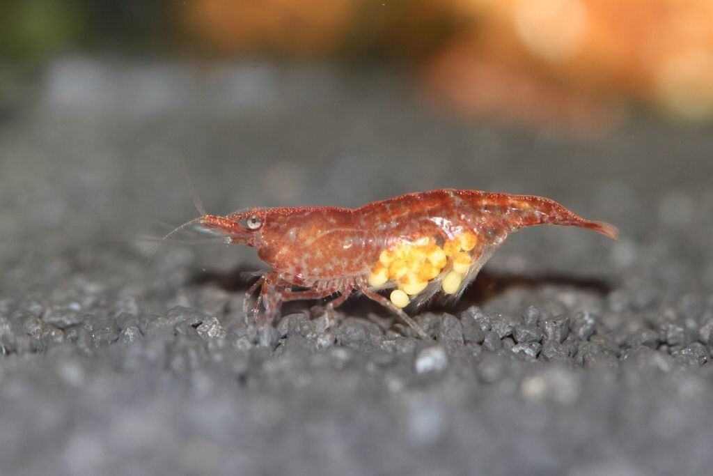 Red cherry kozice - Ribice - OLX.ba