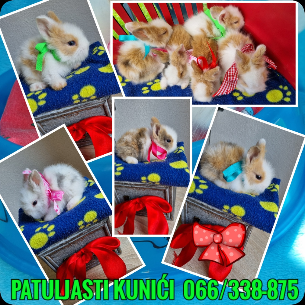 PATULJASTI KUNIC KUNICI ZEC ZEKE ZECEVI ZEKO LAVLJA GLAVA - Kunići - OLX.ba