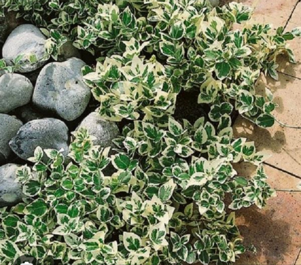 Kineska kurika-UKRASNI GRM-Sadnice - Sadnice - OLX.ba