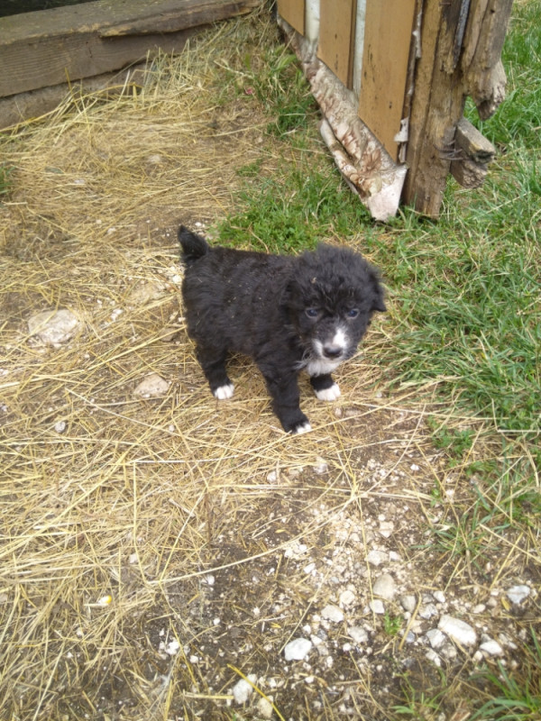 Pulin pas stenad stene - Psi i Štenad - OLX.ba