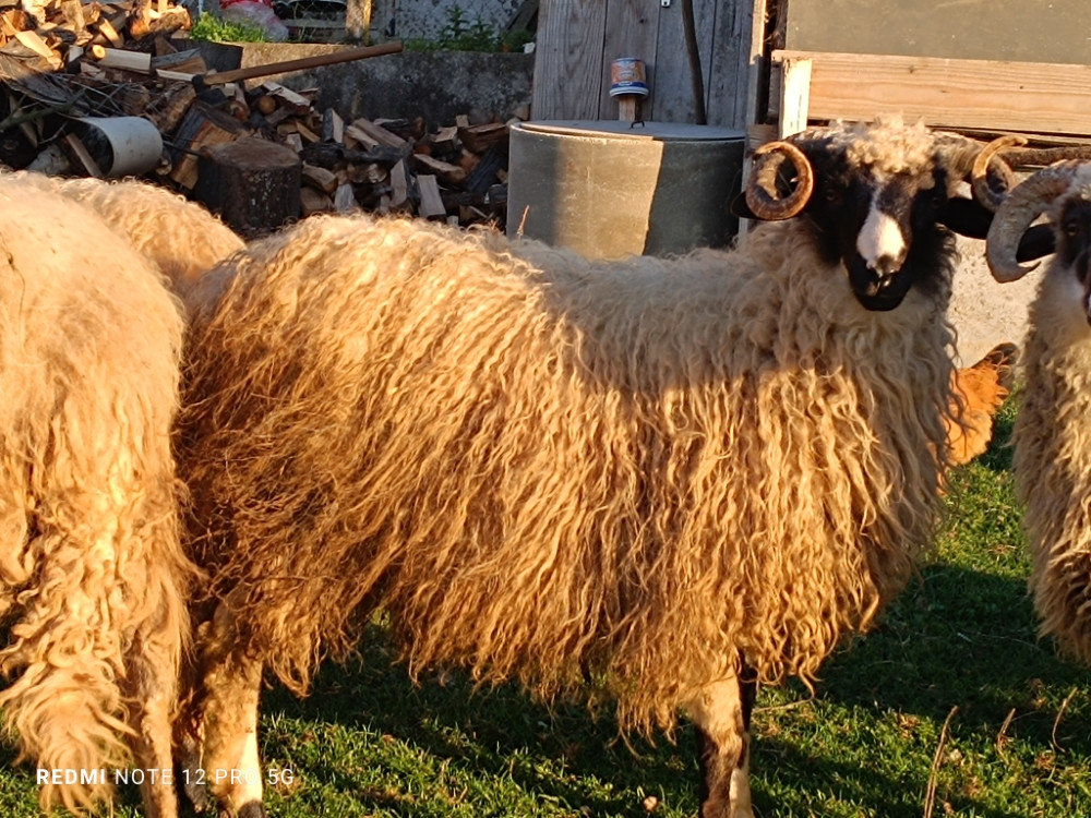 Ovnovi ovan - Ovce - OLX.ba