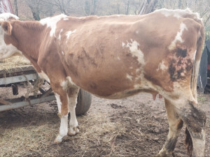 Krava steona za držanje