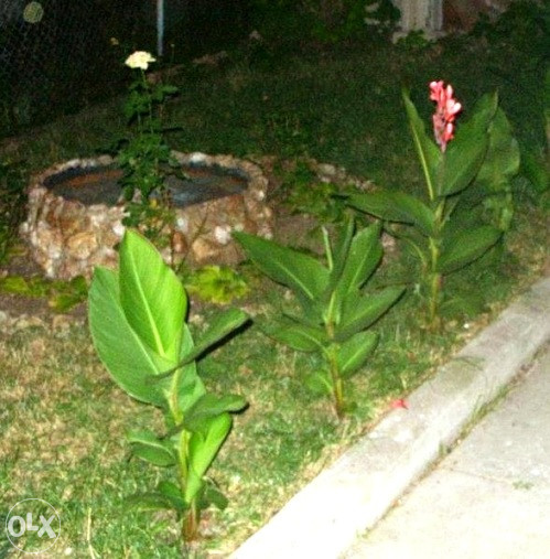 Kane Canna lukovice i GLADIOLE LUKOVICE - Biljke i cvijeće - OLX.ba